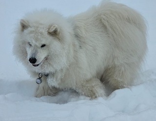 【Aliychu】| PikoLive - 遊戲、電視、節目線上看