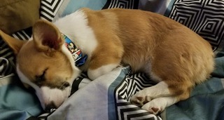 【HeckMuffins】| PikoLive - 遊戲、電視、節目線上看