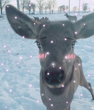 【Lyasyaa】| PikoLive - 遊戲、電視、節目線上看